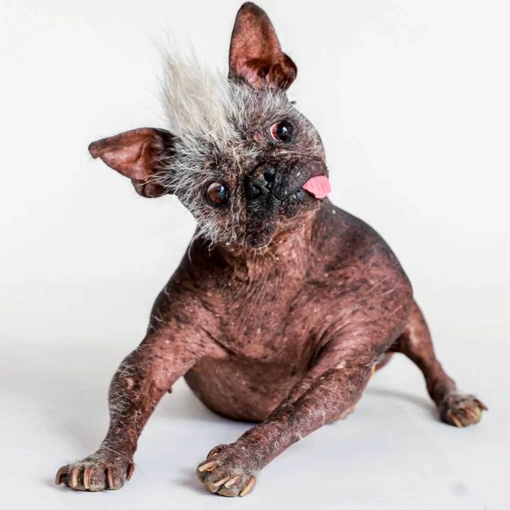 Cute and cuddly just won't cut it for canine contestants at World's ...