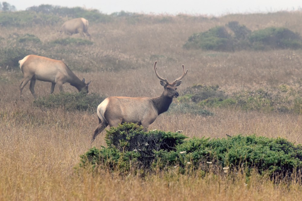 National Park Service hears opinions on Tomales Point elk fence removal ...